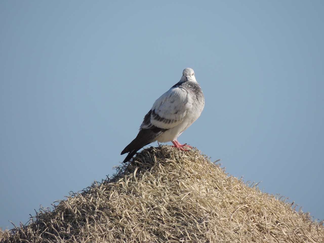 Paloma Bird Nature - Free photo on Pixabay - Pixabay