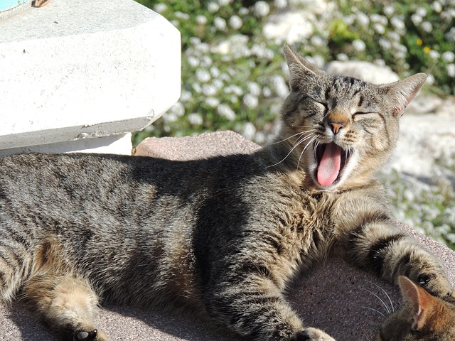 Tiere Katzen Natur Nase - Kostenloses Foto auf Pixabay