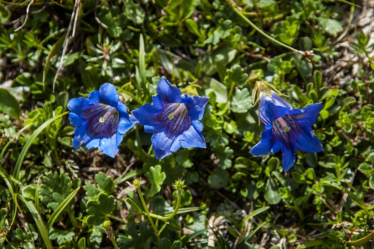 Plus de 300 images de Gentiane et de Fleur - Pixabay