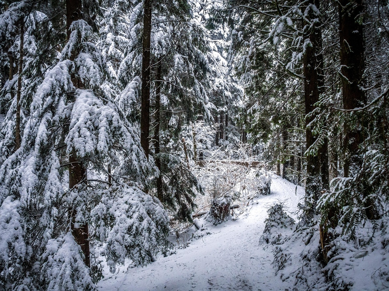 Invierno Sendero Bosque Profundo - Foto gratis en Pixabay - Pixabay