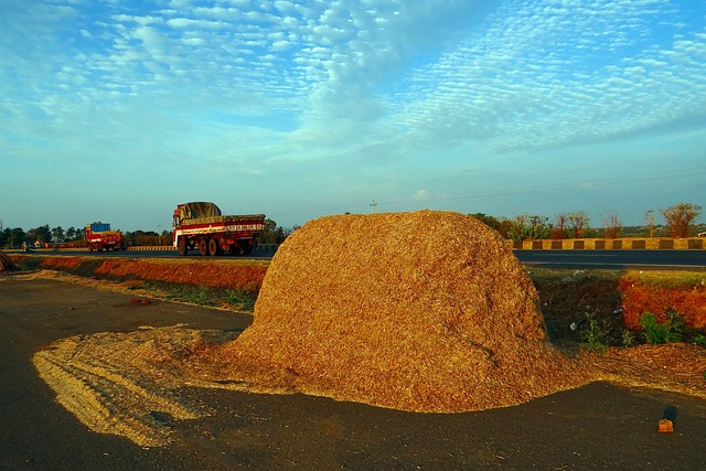 20+ Free Jowar & Sorghum Images - Pixabay