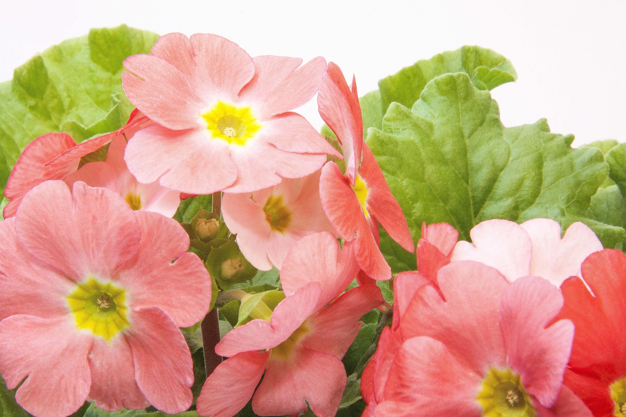 Primroses Primula Vulgaris Hybrid - Free photo on Pixabay - Pixabay