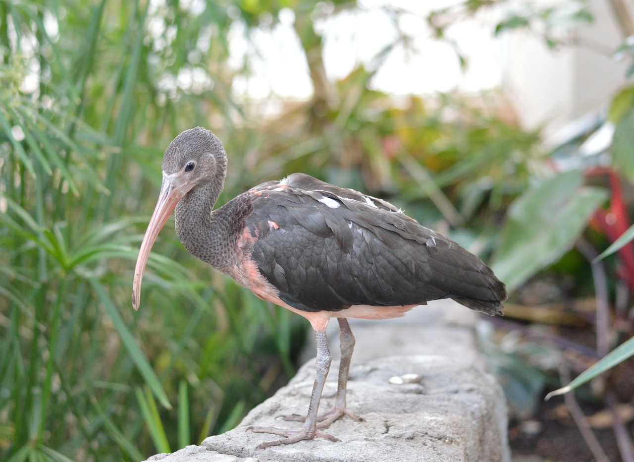 Ibis Escarlata Juvenil Pájaro - Foto gratis en Pixabay - Pixabay