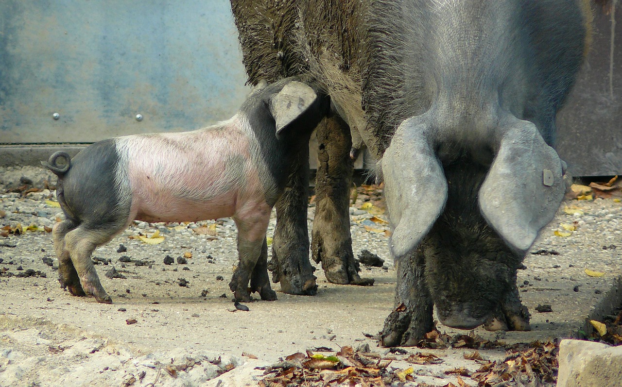 Pig Sow Happy - Free photo on Pixabay