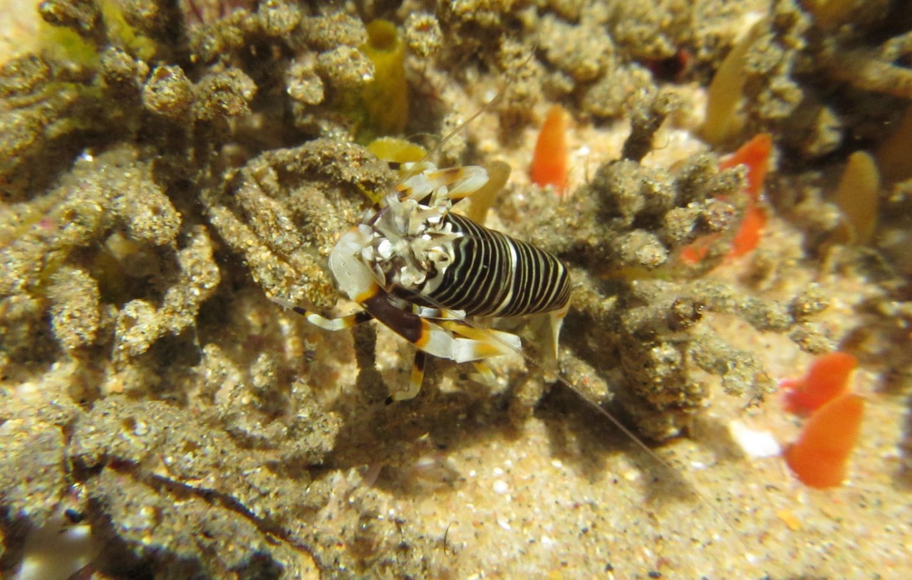 Zebra Shrimp Sea Life - Free photo on Pixabay
