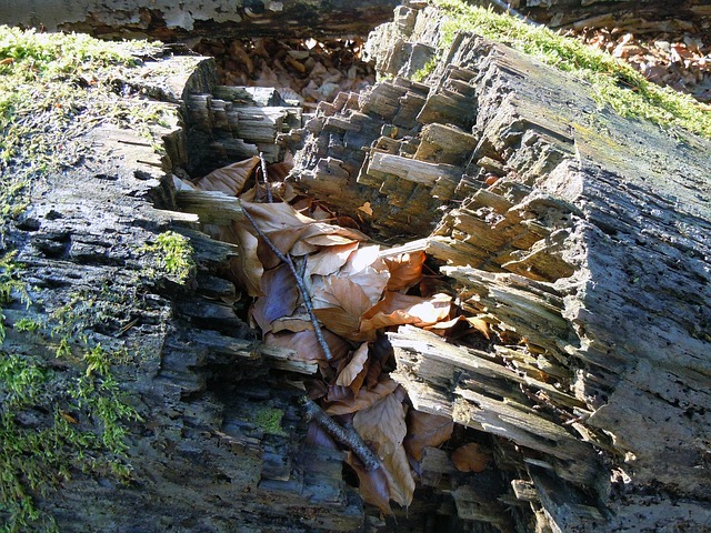 Rotten Wood Burst Fragmented Tree - Free photo on Pixabay