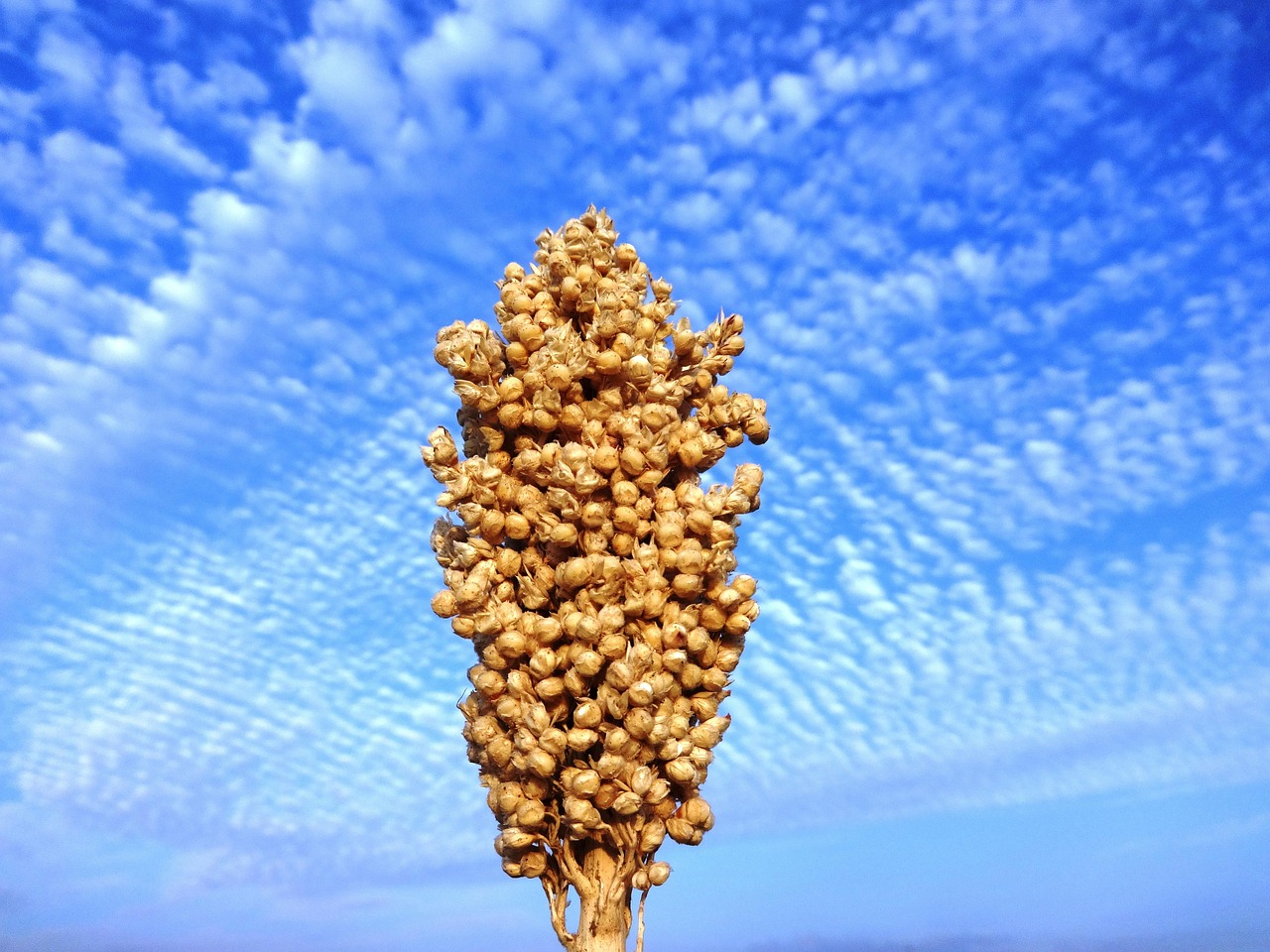India Jowar Seed Blue - Free photo on Pixabay - Pixabay
