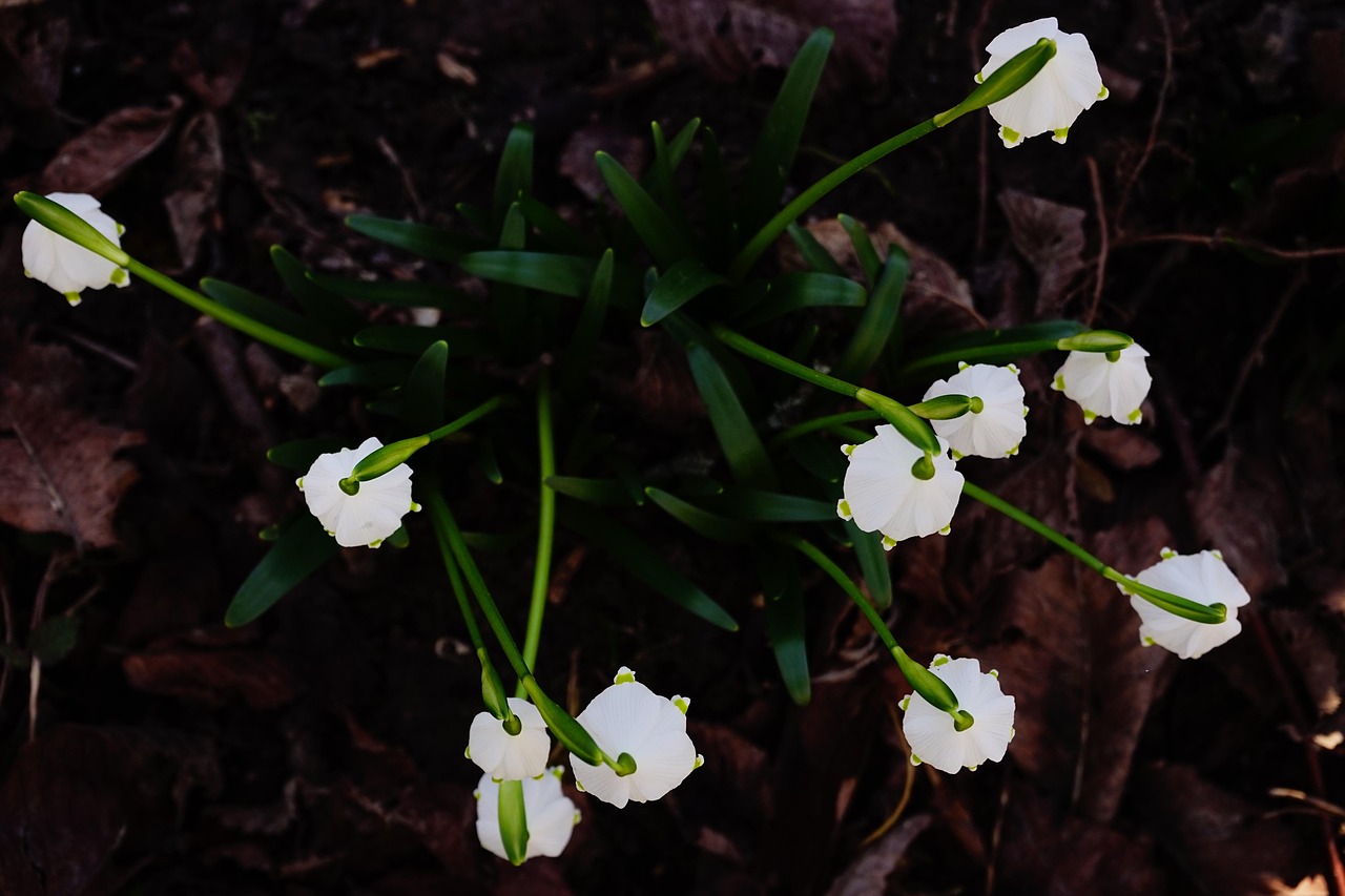 Märzenbecher Flower Blossom - Free photo on Pixabay