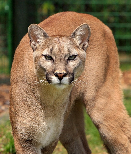 M s De 200 Im genes Gratis De Puma Y Naturaleza Pixabay M s De 200 Im genes Gratis De Puma Y Naturaleza Pixabay