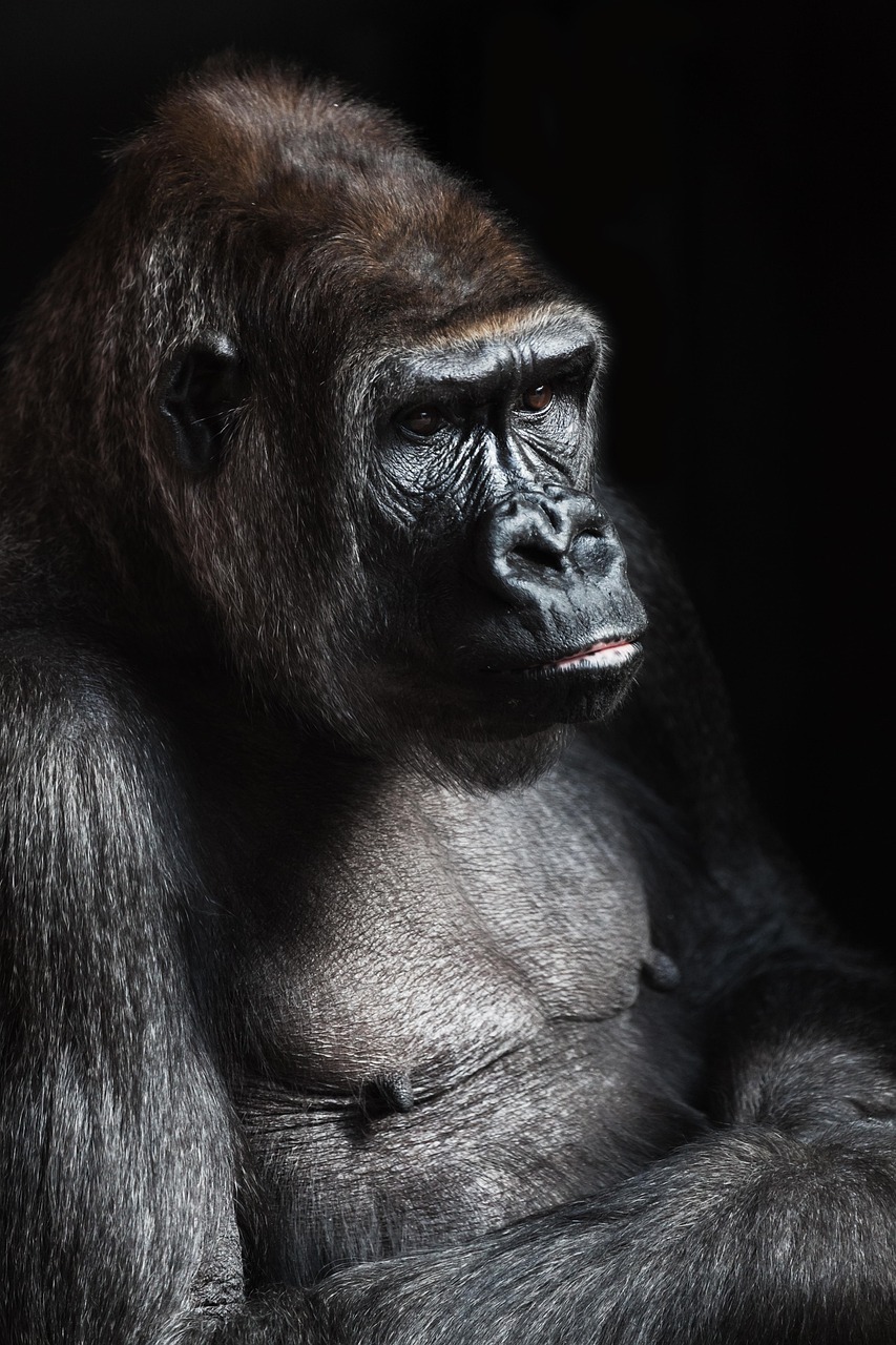 Africa Animal Ape - Free photo on Pixabay
