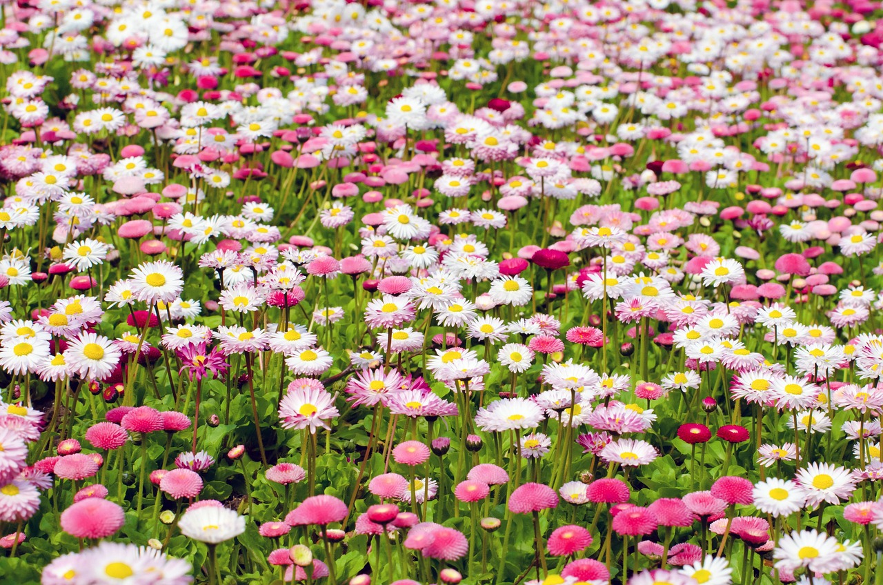 Flowers Flower Plants - Free photo on Pixabay