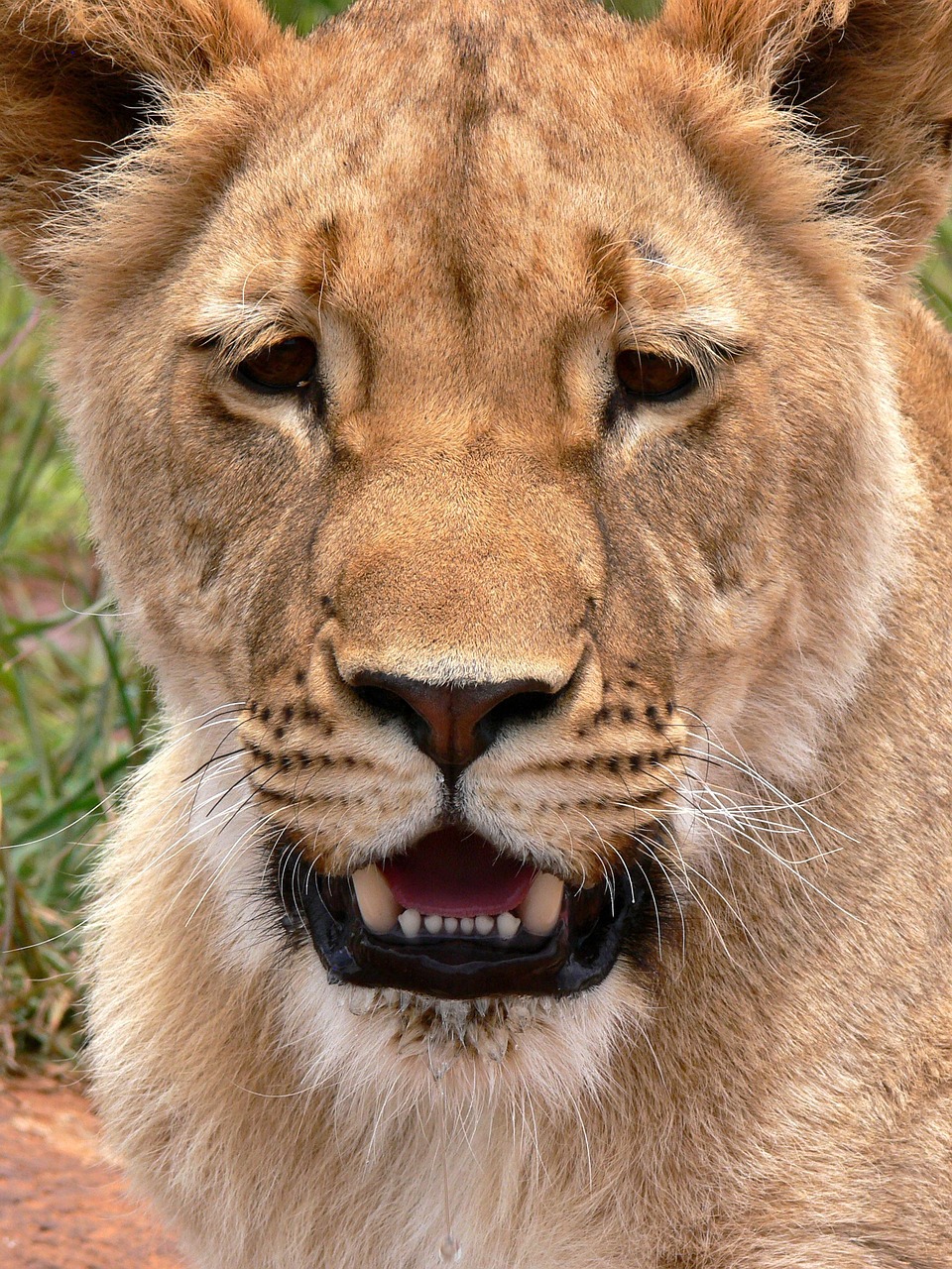 Lion Lioness Portrait - Free photo on Pixabay - Pixabay