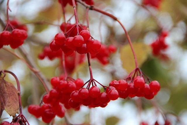 Rowanberries Berry Fall - Free photo on Pixabay - Pixabay