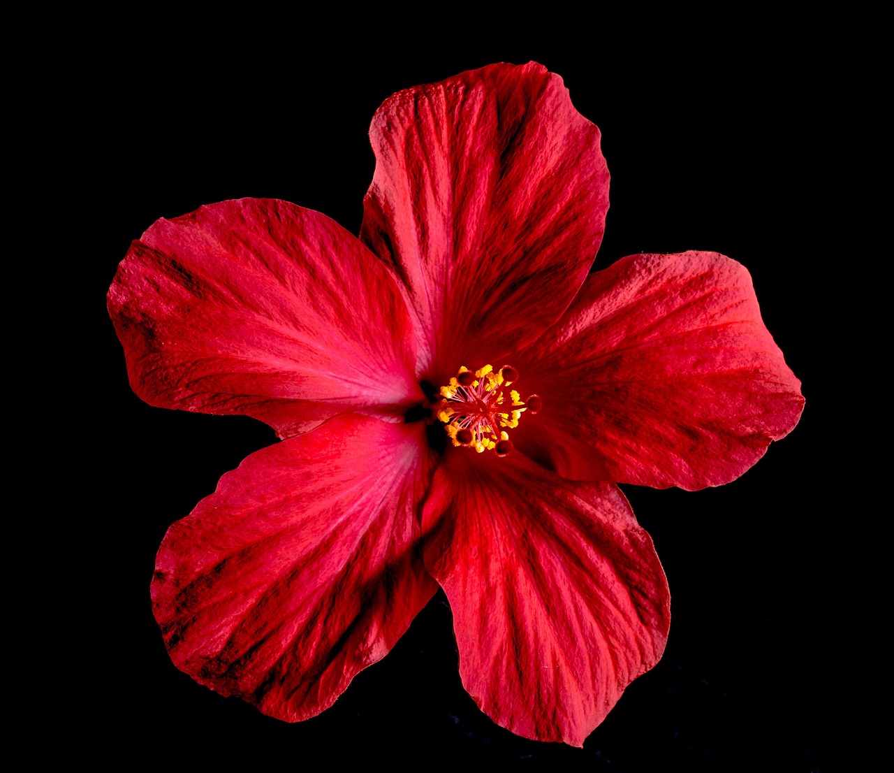 Plus de 3 000 photos gratuites de Hibiscus et de Fleur - Pixabay