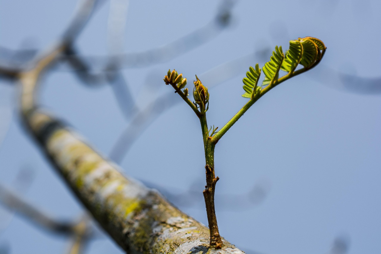Young Drove Branches Tree - Free photo on Pixabay - Pixabay