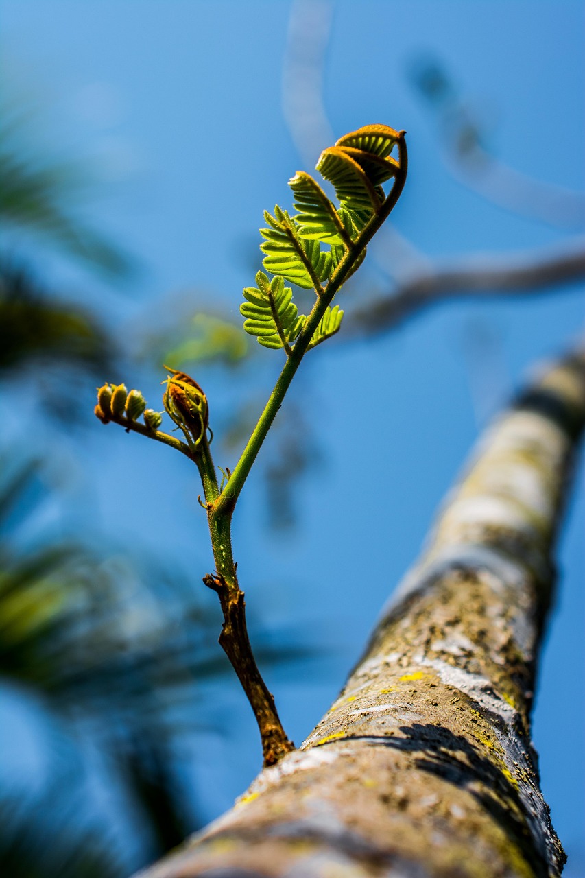 Young Drove Branches Tree - Free photo on Pixabay - Pixabay