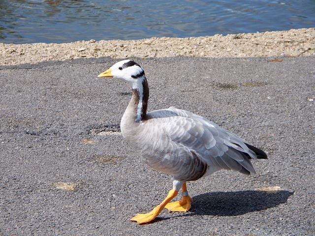 Bar-Headed Goose Anser - Free photo on Pixabay