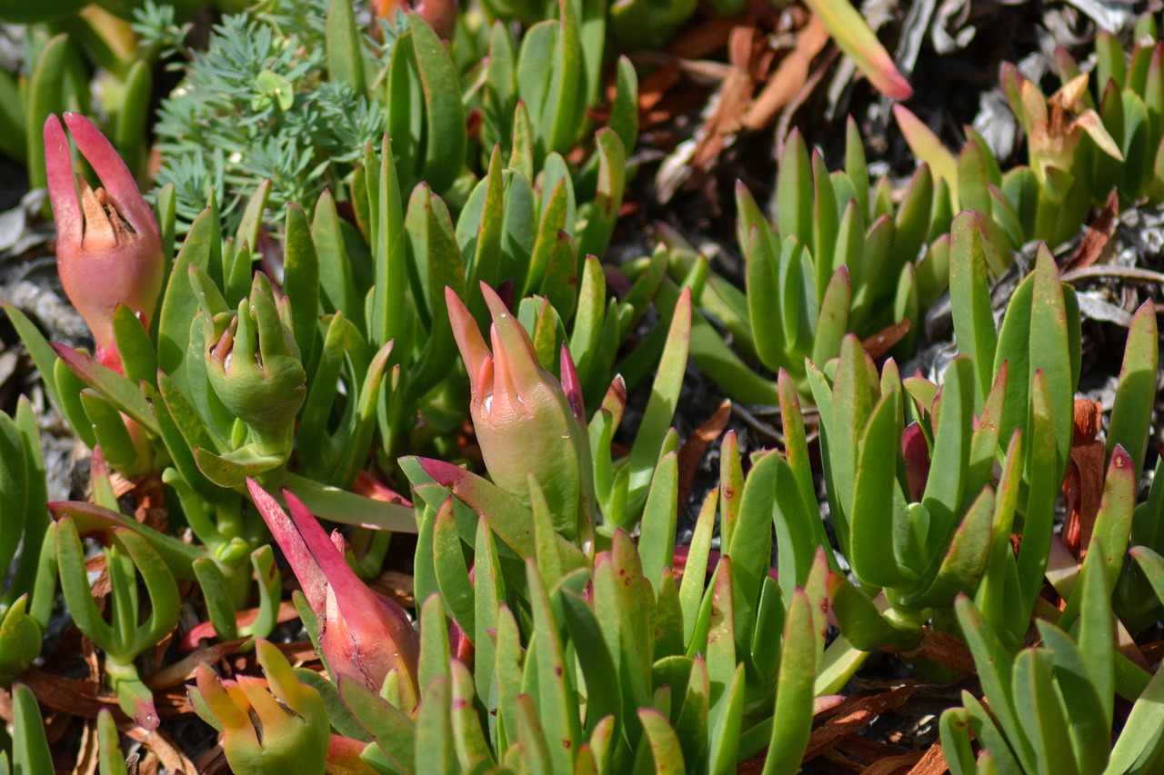 Noon-Flower Succulent Rounded Noon - Free photo on Pixabay - Pixabay