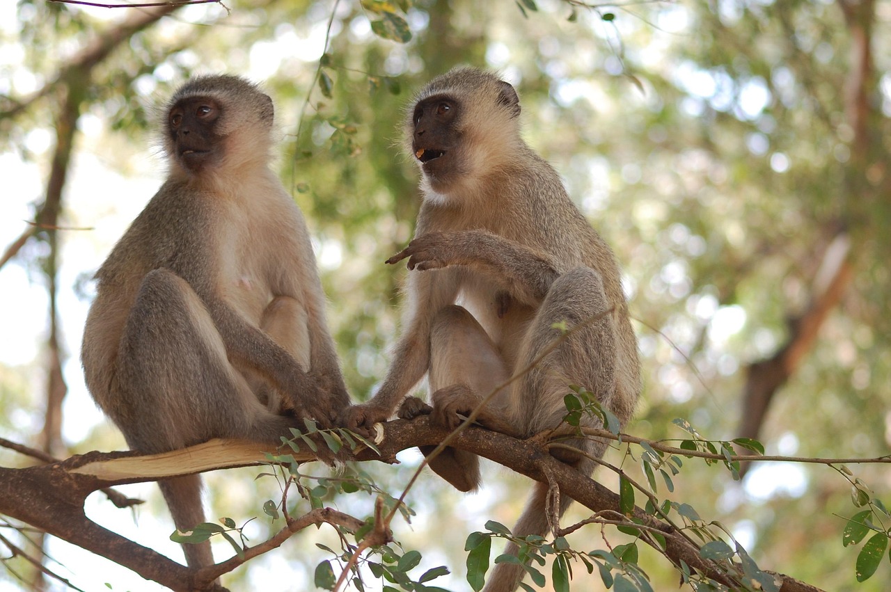 Vervet Monkeys Apes - Free photo on Pixabay