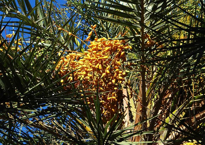 100+ Free Dates Fruit & Dates Photos - Pixabay