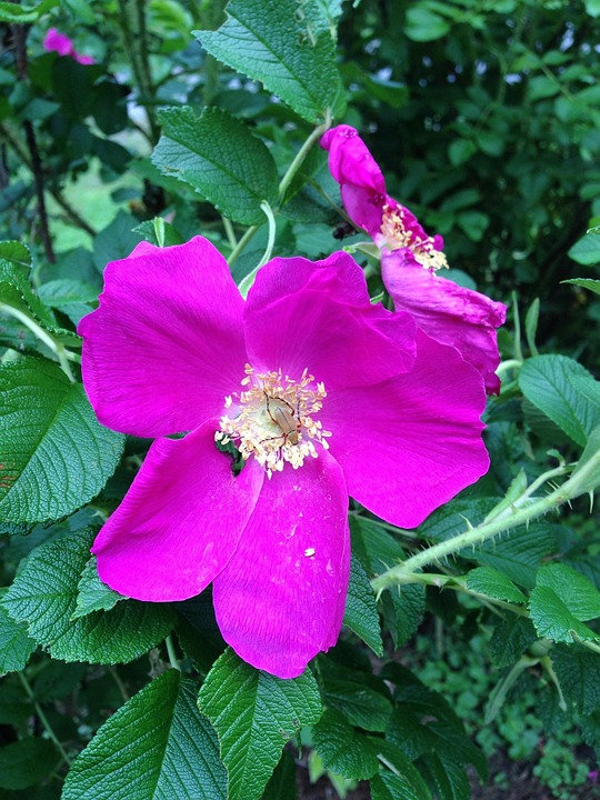 Wild Rose Floral Plant - Free photo on Pixabay - Pixabay