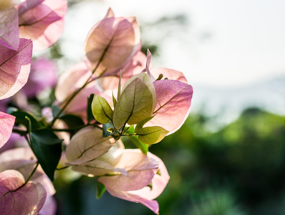 Floreciente Flor De Arbusto - Foto gratis en Pixabay - Pixabay