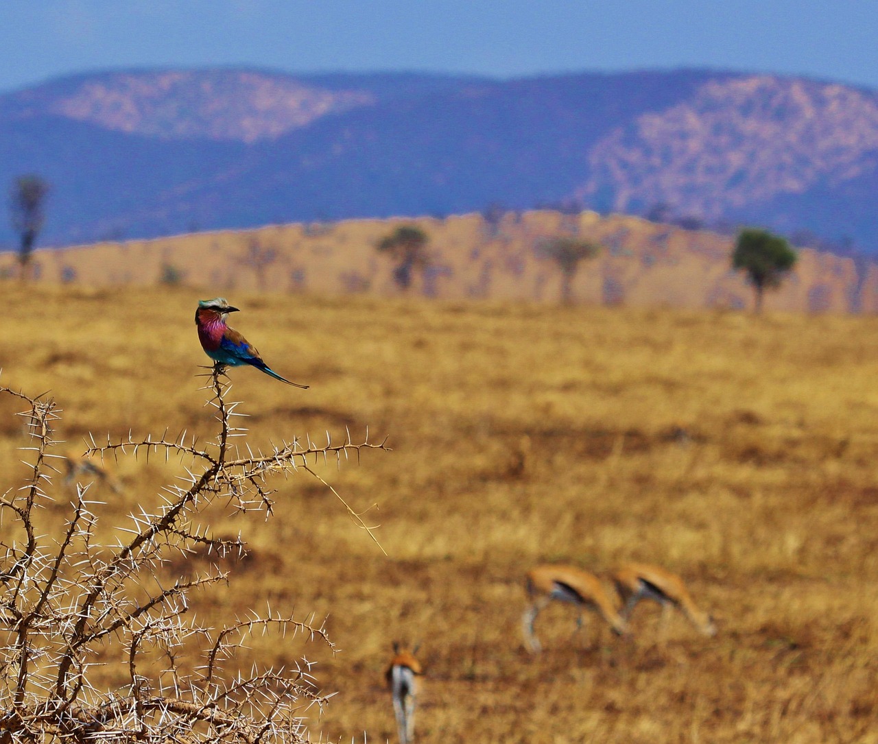 Africa Anzania Serengeti - Free photo on Pixabay - Pixabay