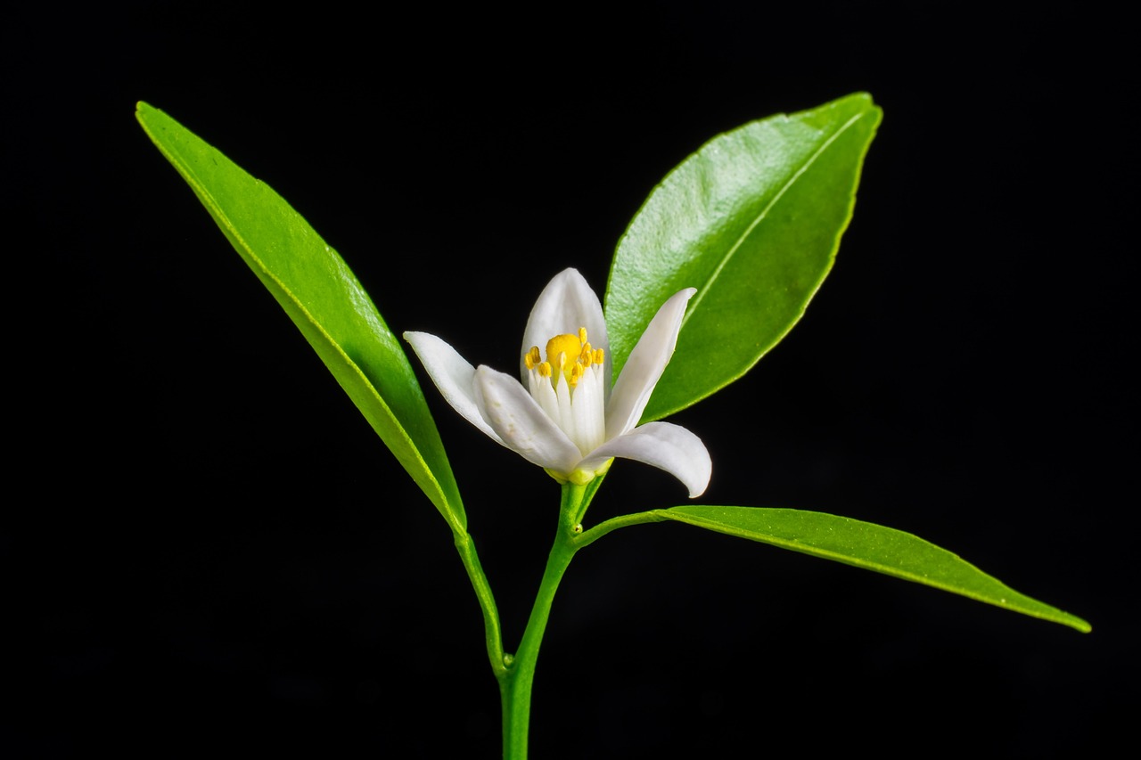 400,000+ Free Small-Flower & Small Flower Images - Pixabay