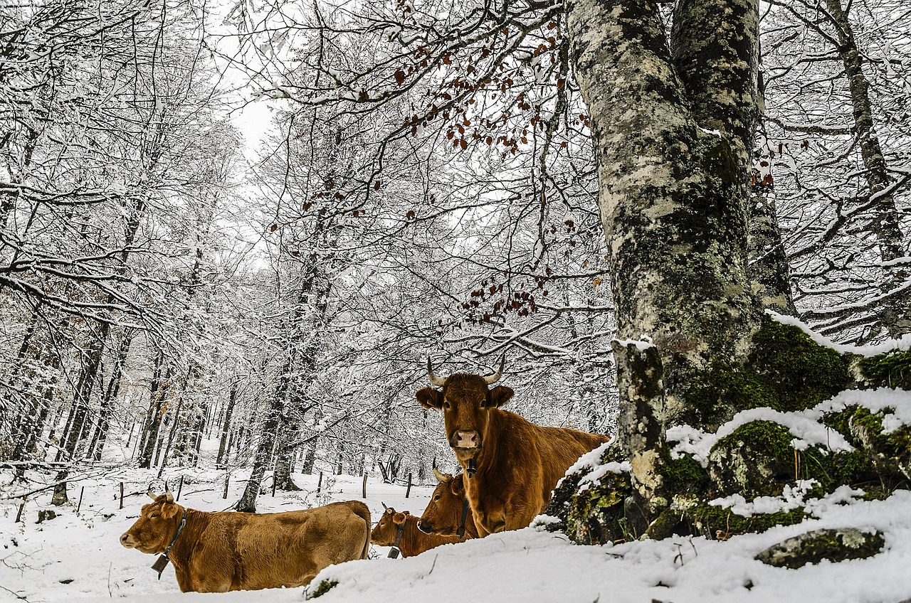 Animal Cows Mammal - Free photo on Pixabay - Pixabay