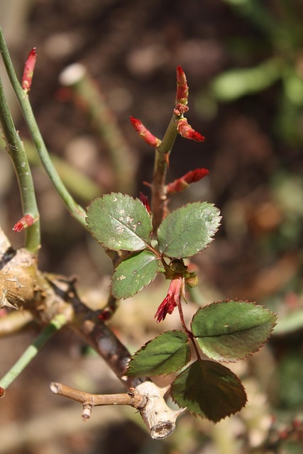 Spring Roses Bud - Free photo on Pixabay