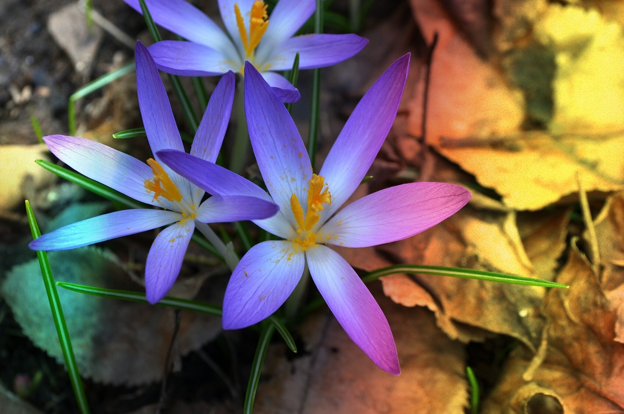 Flor Roxa Natureza - Foto gratuita no Pixabay - Pixabay