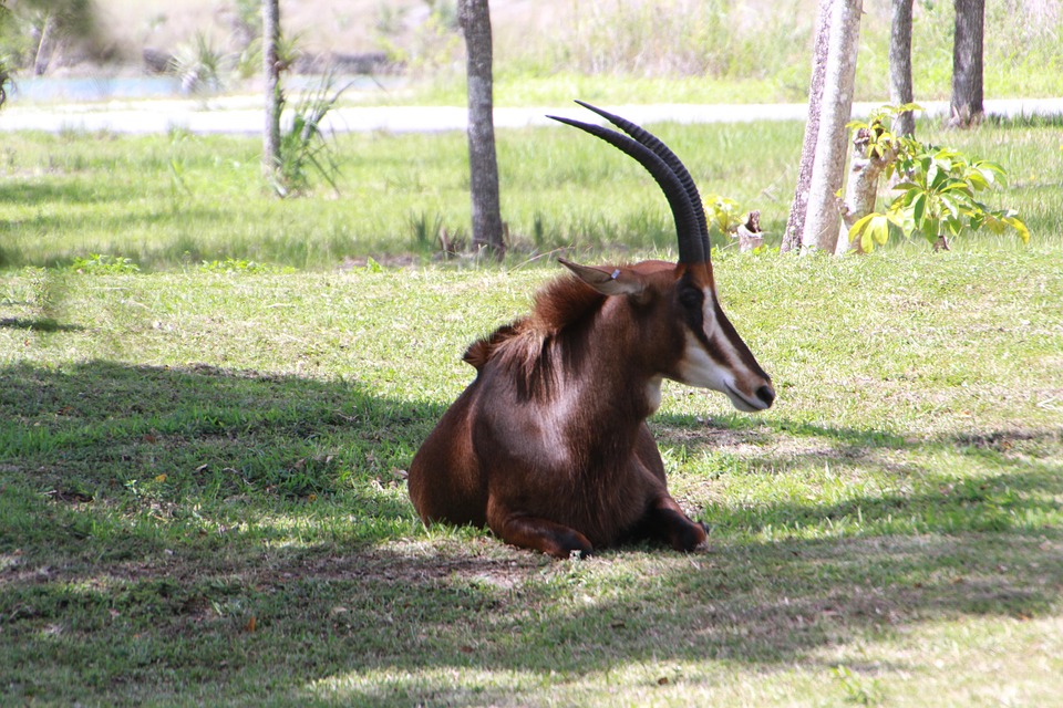 Sable Antílope África Fauna - Foto gratis en Pixabay - Pixabay