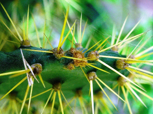 Cactus Garrapata Espina - Foto gratis en Pixabay - Pixabay