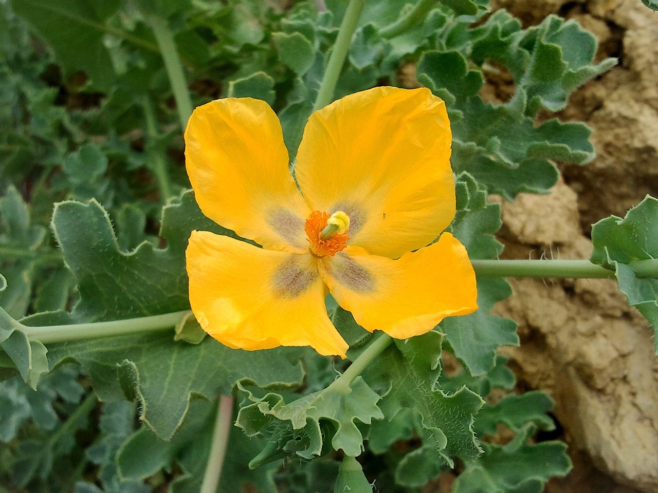 Bunga Kuning Hijau - Foto gratis di Pixabay - Pixabay