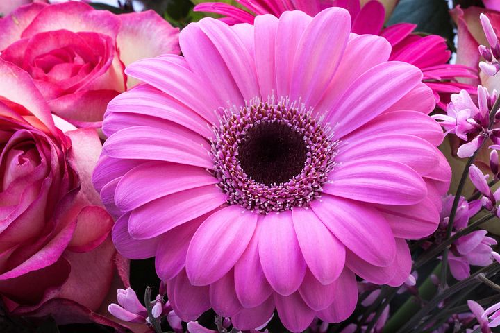 Több mint 1 000 ingyenes fotó Gerbera és Virág témában - Pixabay