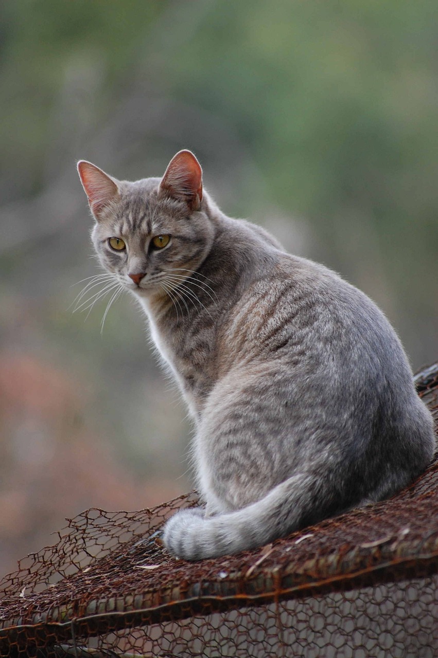 Cat Félin Chaton - Photo gratuite sur Pixabay - Pixabay