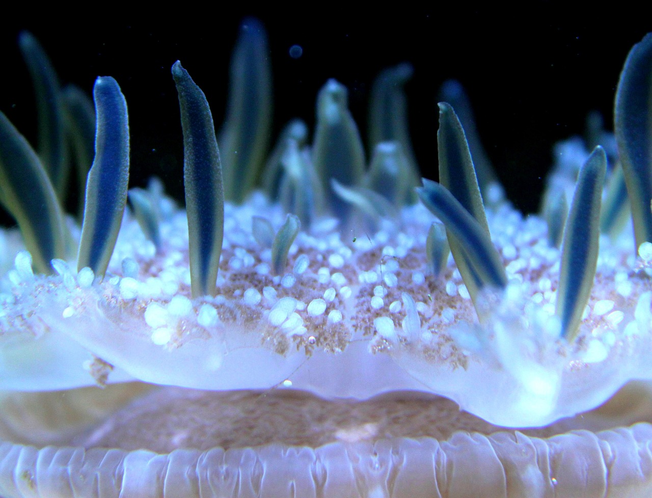 Anemone Flower Animal Creature Sea - Free photo on Pixabay