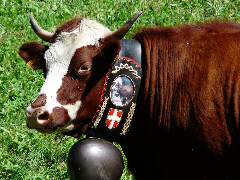 Vache Bovin Cloche · Photo gratuite sur Pixabay