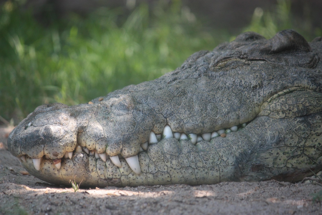 Alligator Crocodile Bouche - Photo gratuite sur Pixabay - Pixabay