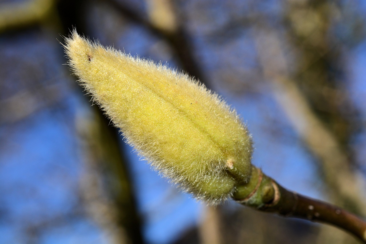 300+ Free Tulip Trees & Nature Images - Pixabay