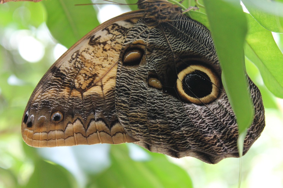 Butterfly Insect Wing · Free photo on Pixabay