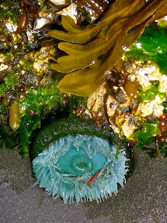 Sea Anemone Tidepool Seaweed - Free photo on Pixabay - Pixabay