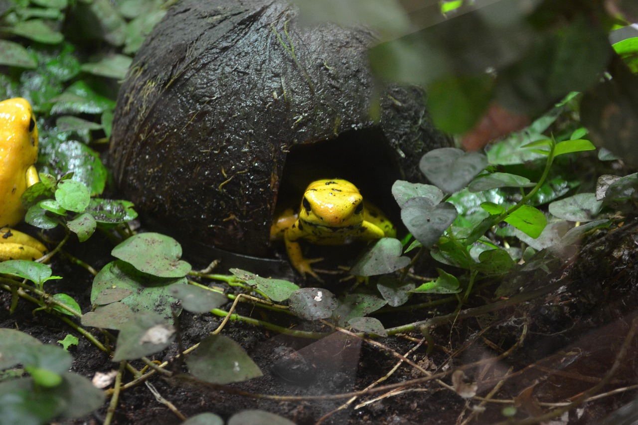 Golden Poison Frog - Free photo on Pixabay - Pixabay