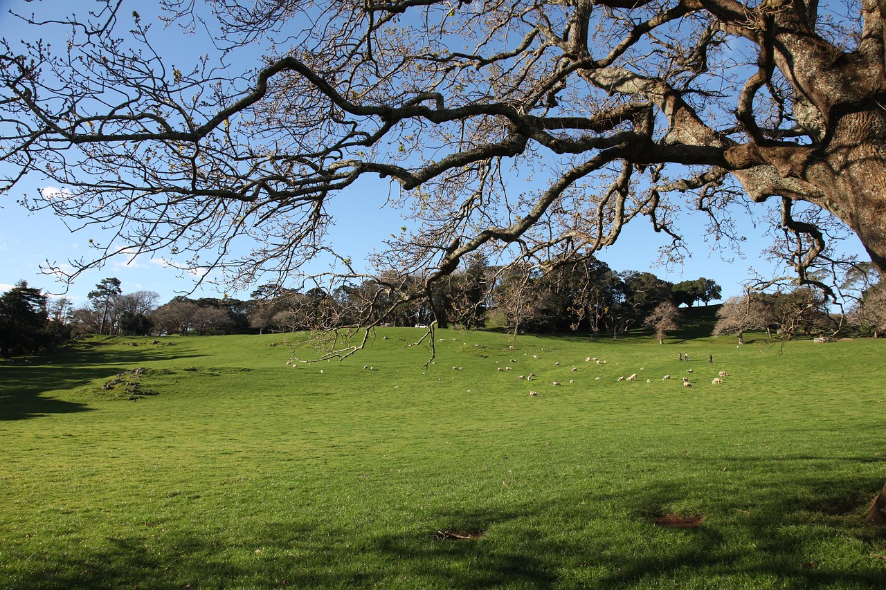 Cornwall Park Auckland New Zealand - Free photo on Pixabay - Pixabay