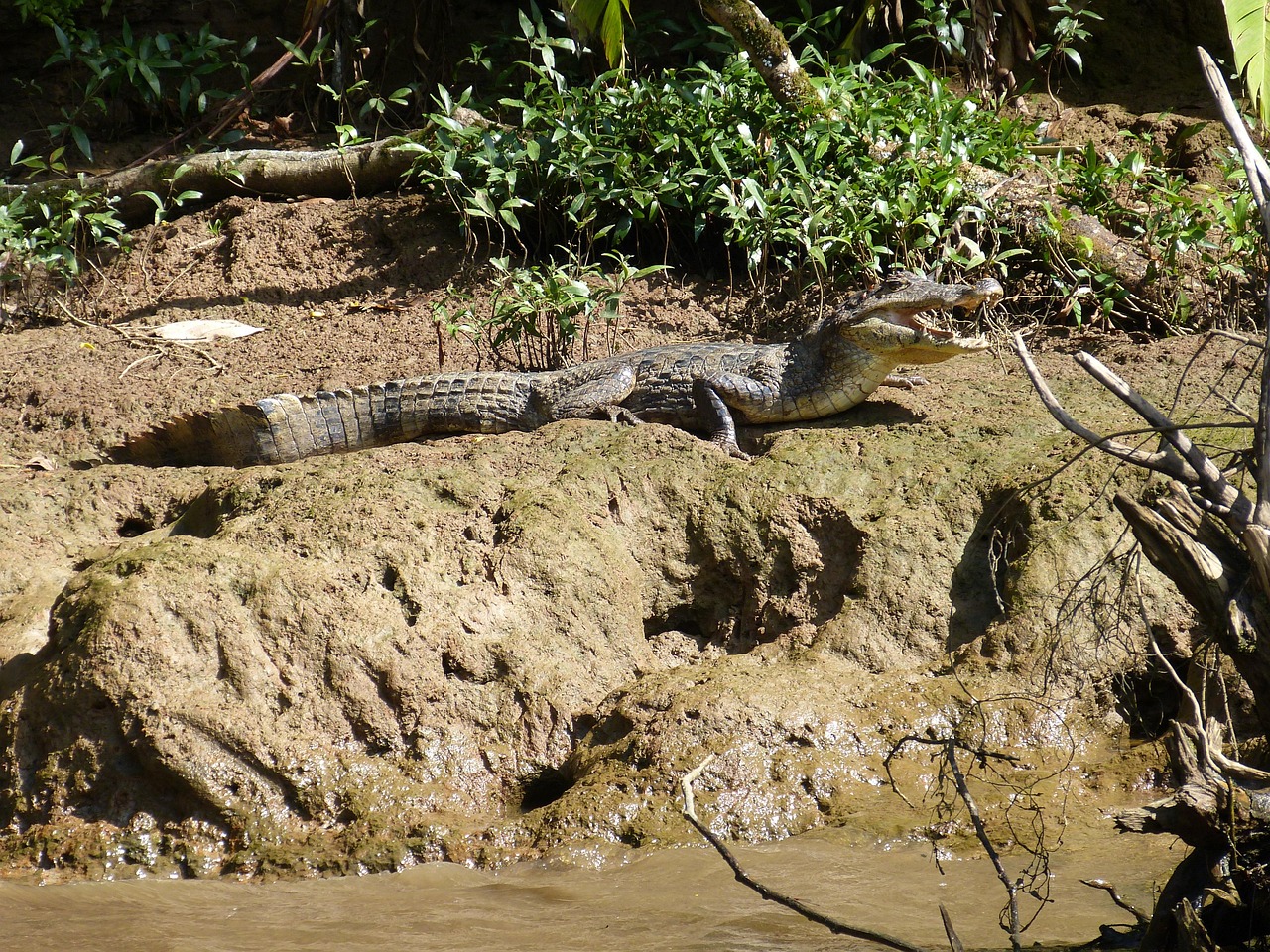 100+ Free Cayman & Cayman Islands Images - Pixabay
