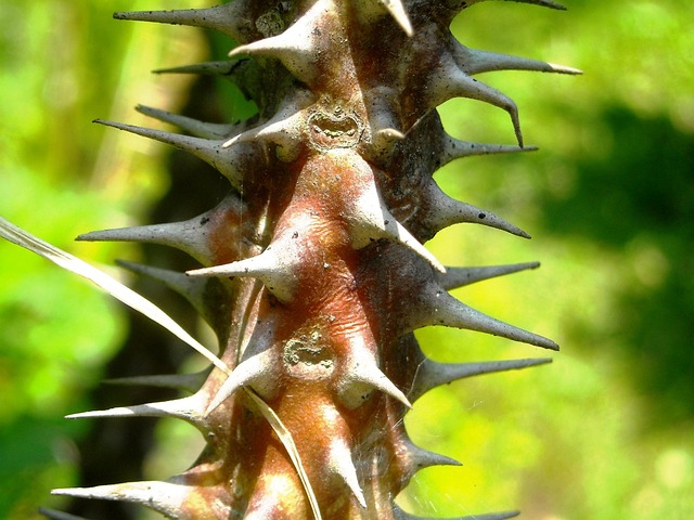 Épine Arbre Plante - Photo gratuite sur Pixabay - Pixabay