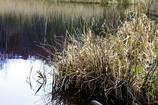 Lake Reed Riverbank - Free photo on Pixabay - Pixabay