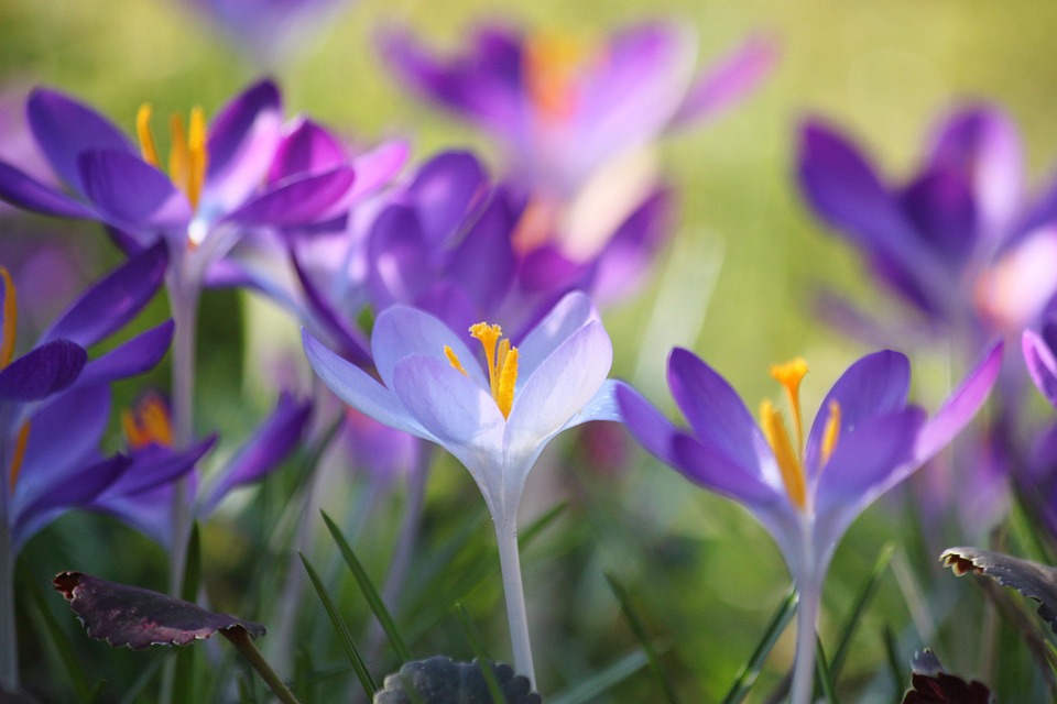 Crocus Fleur Le Printemps - Photo gratuite sur Pixabay