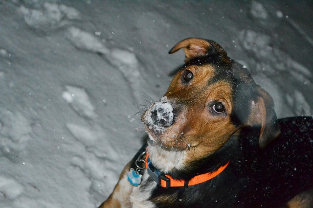 Perro Nieve Negro - Foto gratis en Pixabay - Pixabay