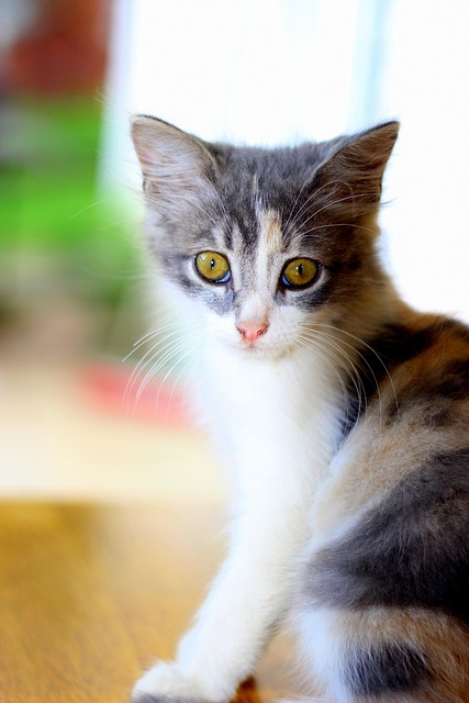 House Cat Pet - Free photo on Pixabay - Pixabay